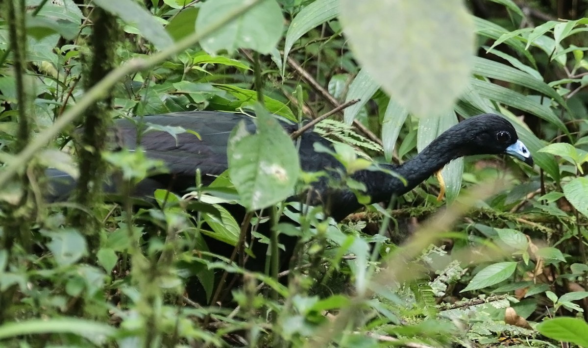 Wattled Guan - Aburria aburri - Media Search - Macaulay Library and eBird