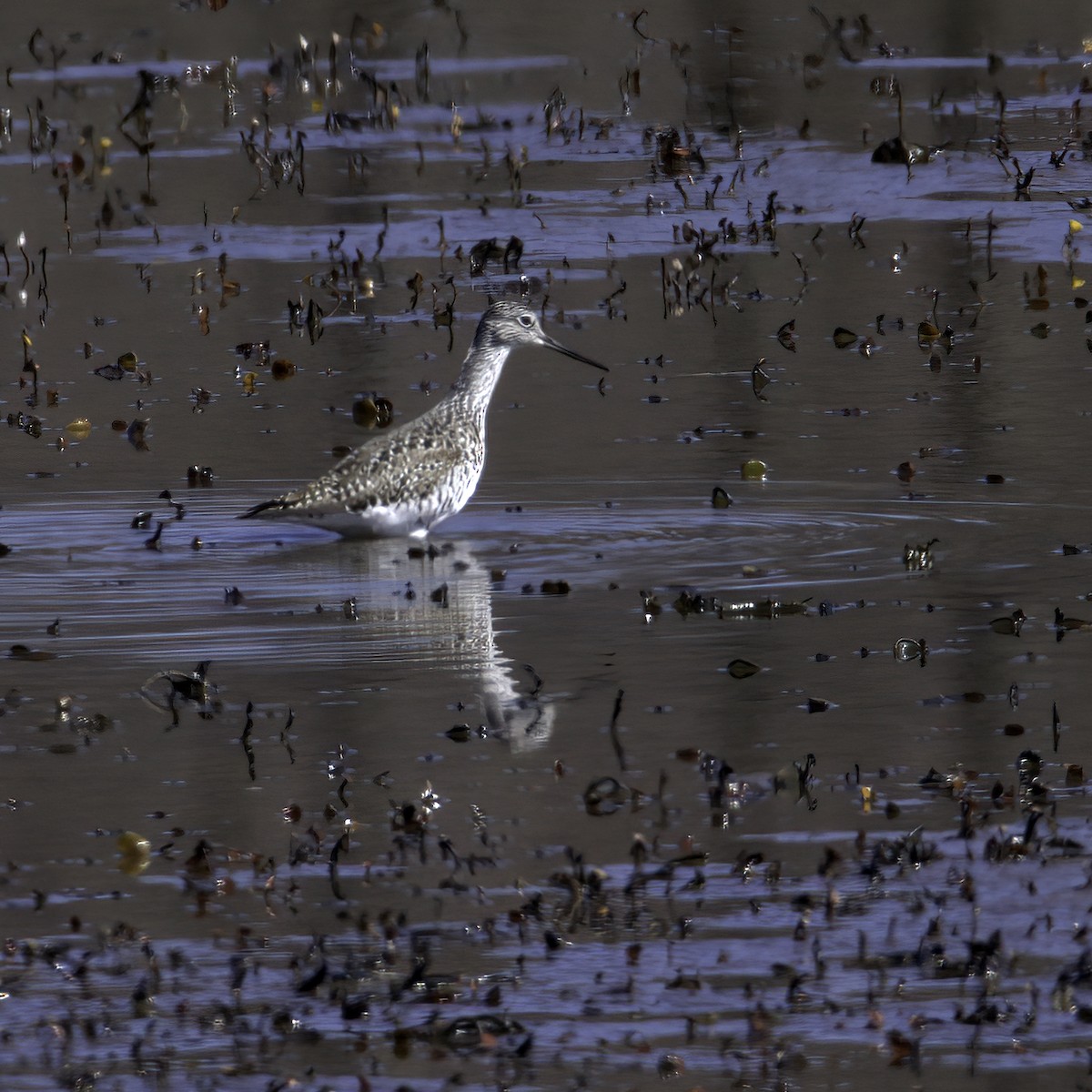 Pennsylvania Bird Atlas Checklist - 28 Mar 2024 - Allegheny NF--Buzzard Swamp (Forest Co.) - 24 ...