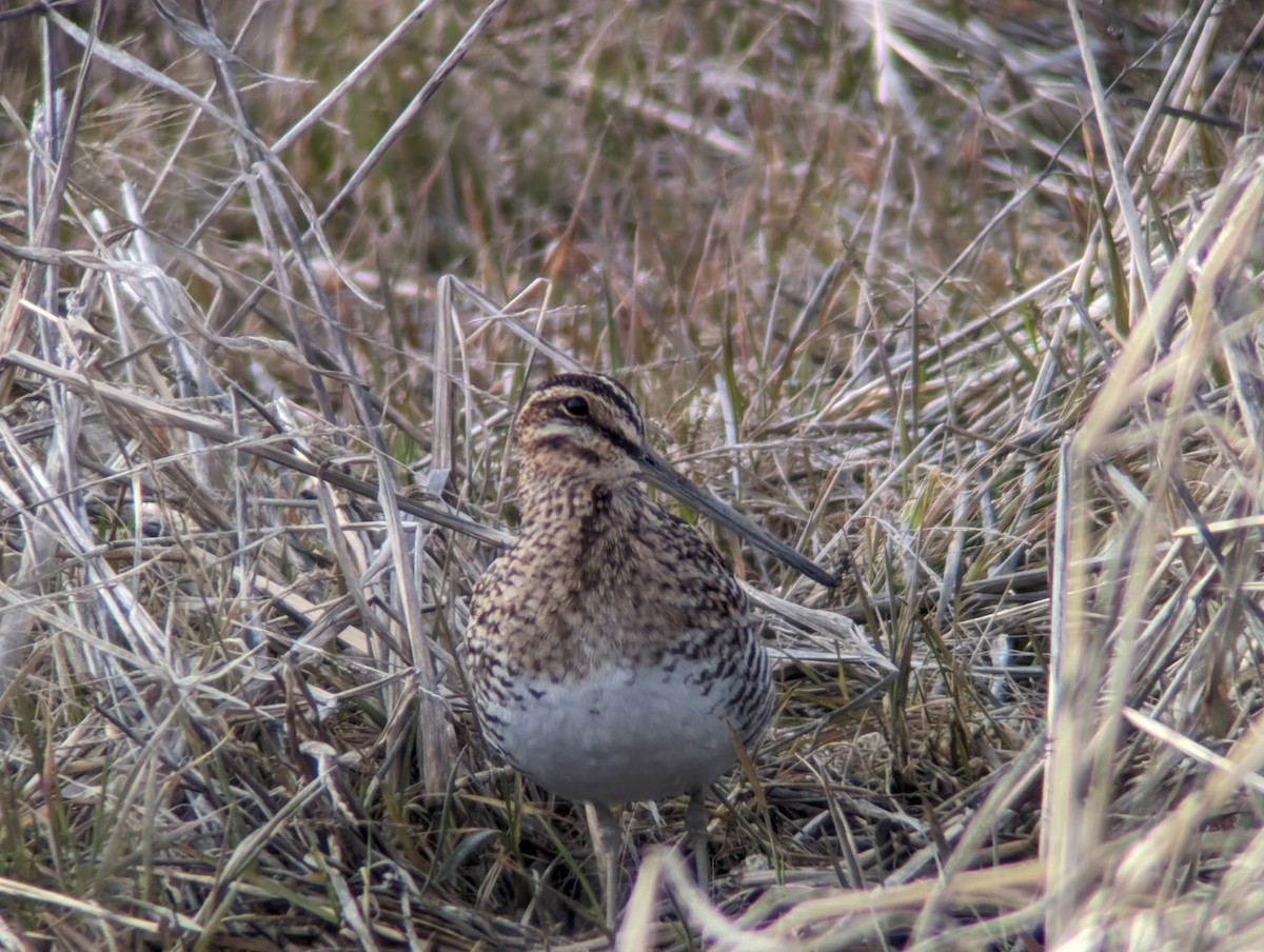 eBird Checklist - 28 Mar 2024 - Stoney Creek--5th Road East - 13 species