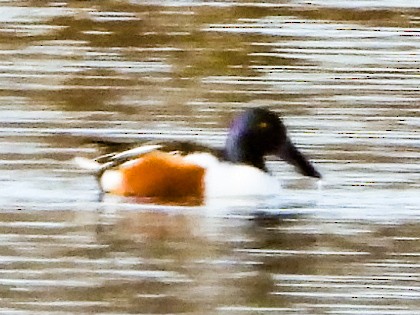 eBird Checklist - 28 Mar 2024 - Timber Ridge Forest Preserve--West - 4 ...