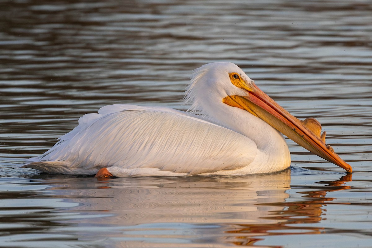 ML616603650 - American White Pelican - Macaulay Library
