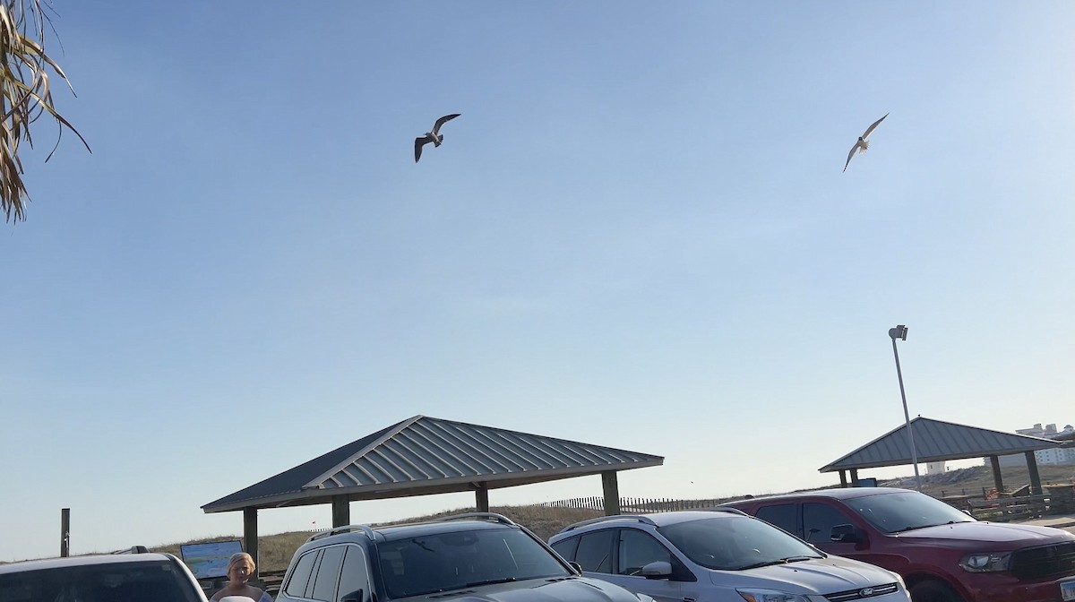 eBird Checklist - 28 Mar 2024 - Perdido Pass/Alabama Point--East - 21 ...