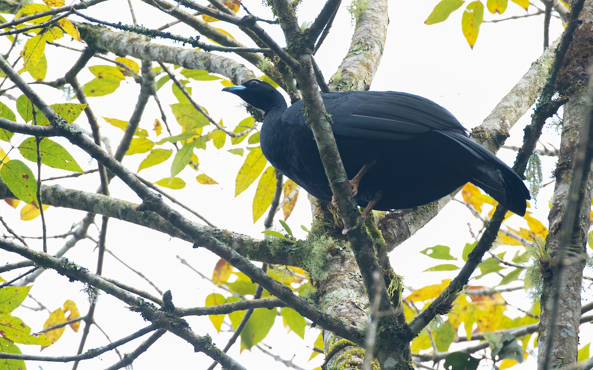 Wattled Guan - Aburria aburri - Media Search - Macaulay Library and eBird