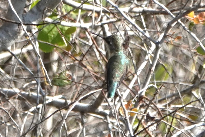 eBird Checklist - 28 Mar 2024 - Rafan -7.02957, -79.68655 - 17 species