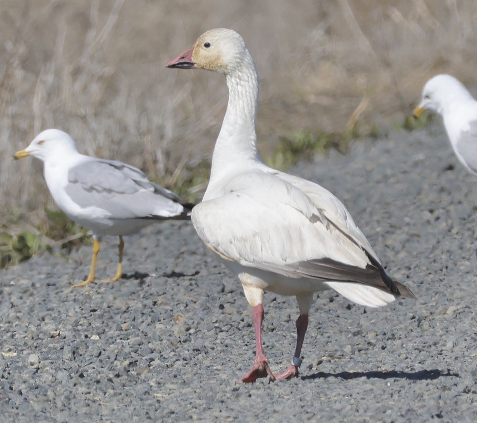 ML616614035 - Snow Goose - Macaulay Library