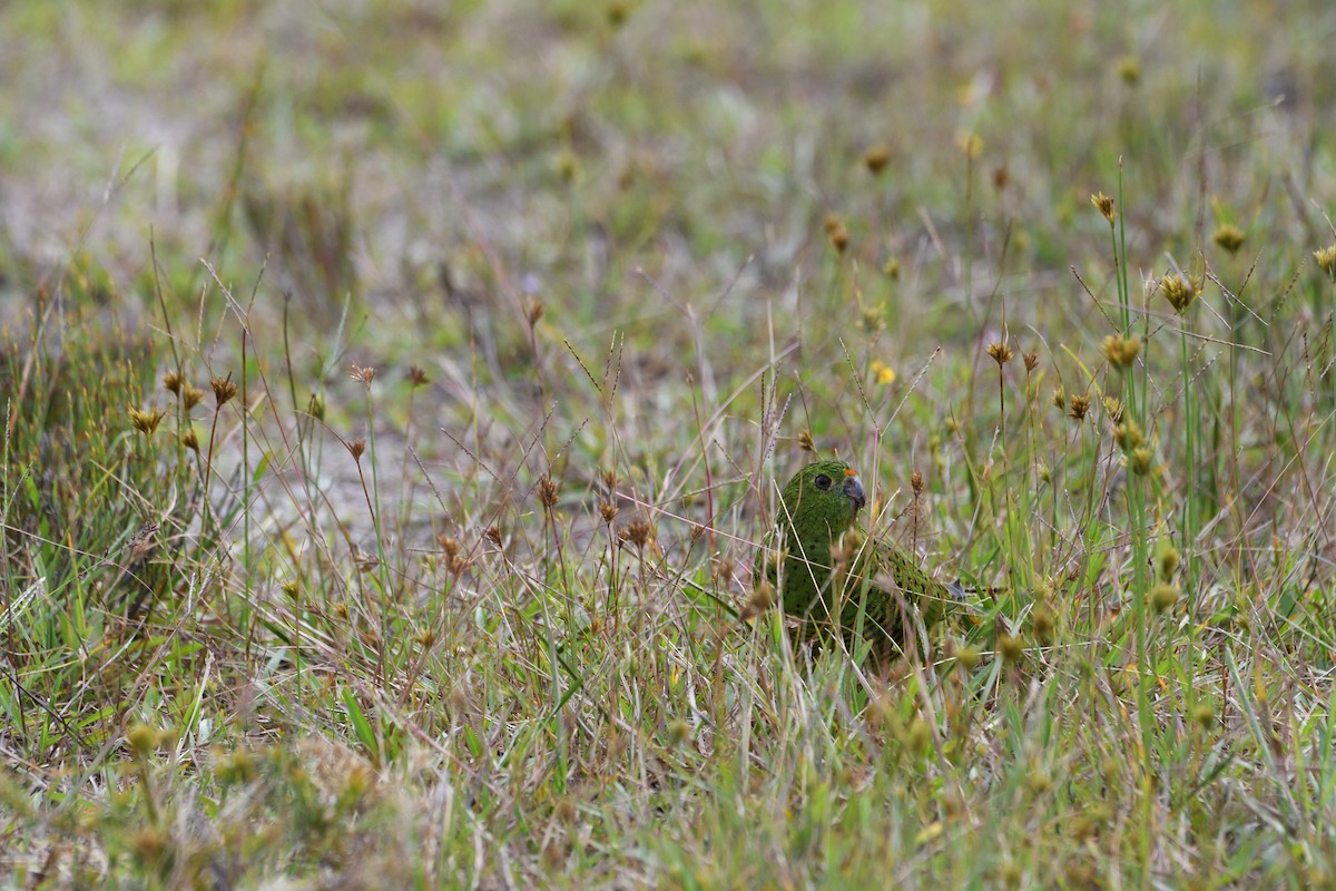 eBird Checklist - 28 Mar 2024 - Beecroft Weapons Range - 9 species (+1 ...
