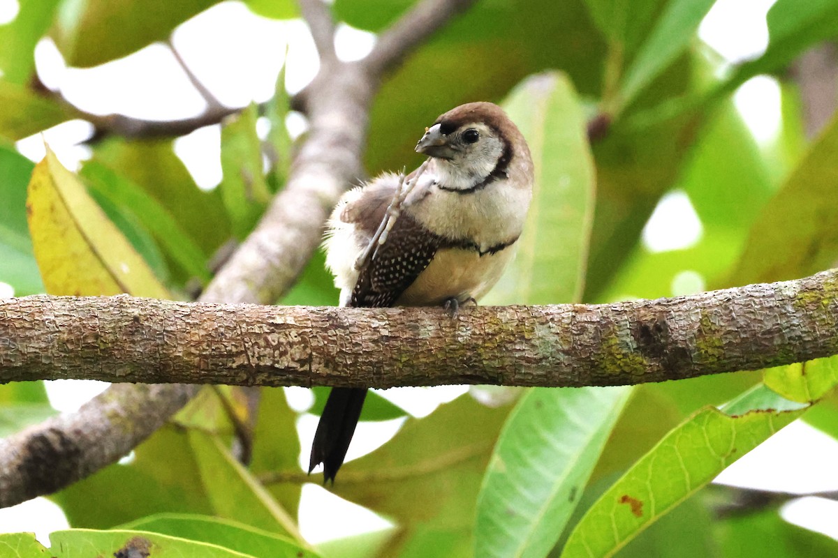 eBird Checklist - 29 Mar 2024 - Mareeba--Bicentennial Lakes - 18 species