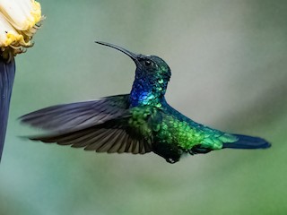 Colibrí de Santa Marta - eBird