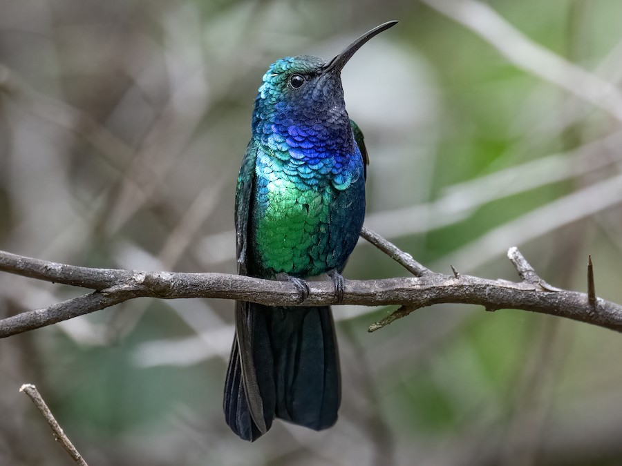 Santa Marta Sabrewing - eBird