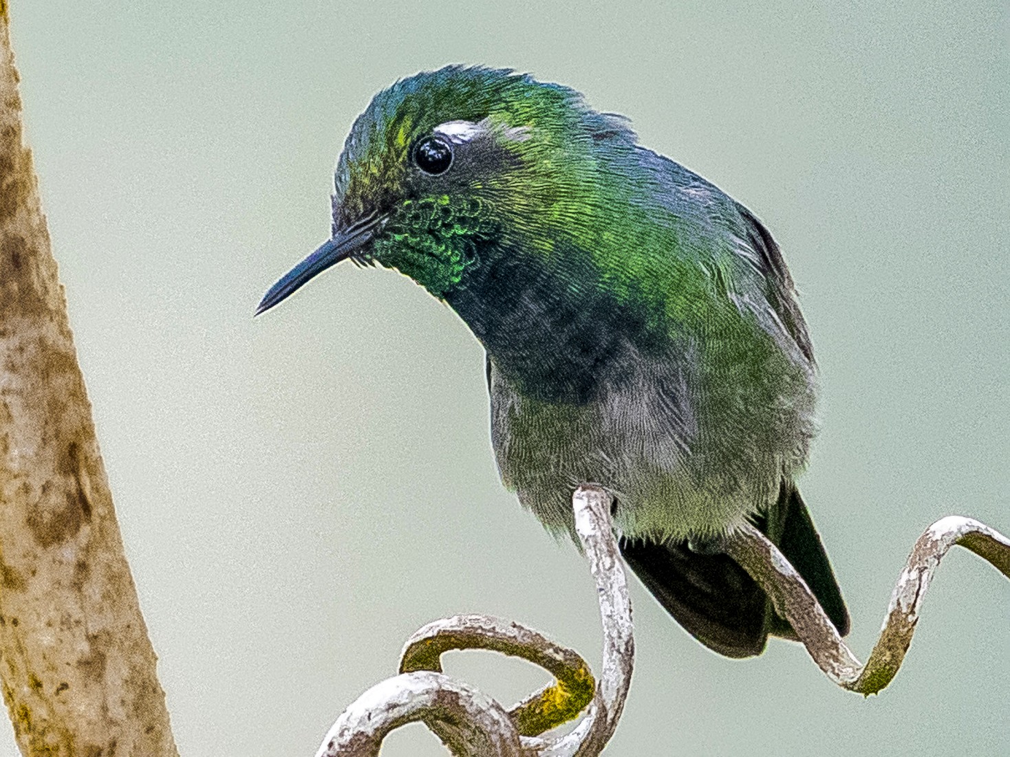 Emerald-chinned Hummingbird - eBird