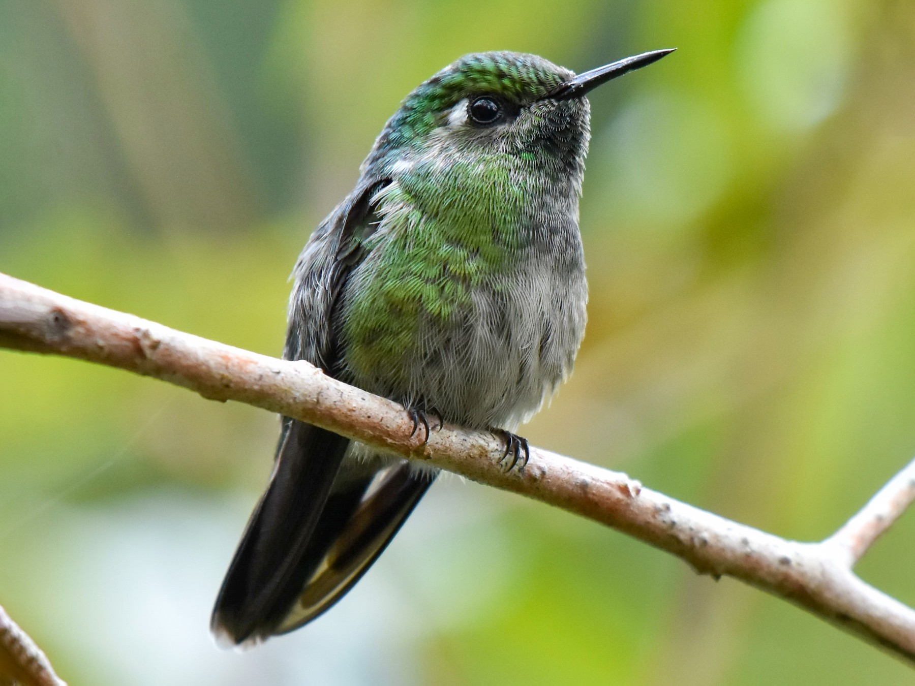 Emerald-chinned Hummingbird - eBird