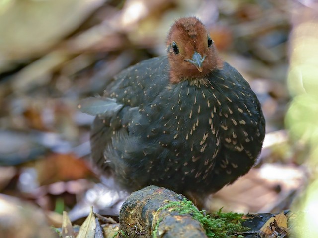 Photos - Crimson-headed Partridge - Haematortyx sanguiniceps - Birds of ...