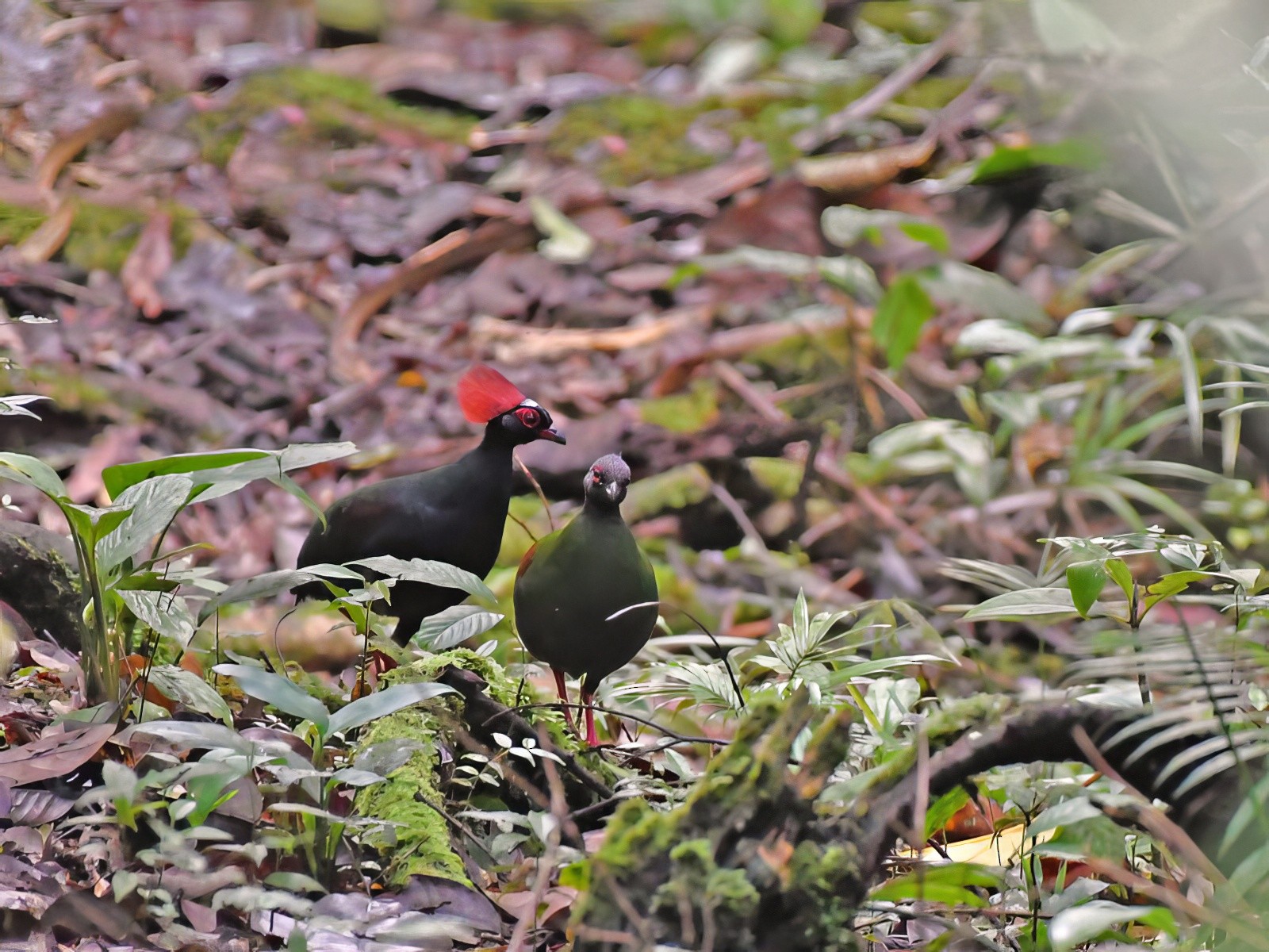 Crested Partridge - eBird