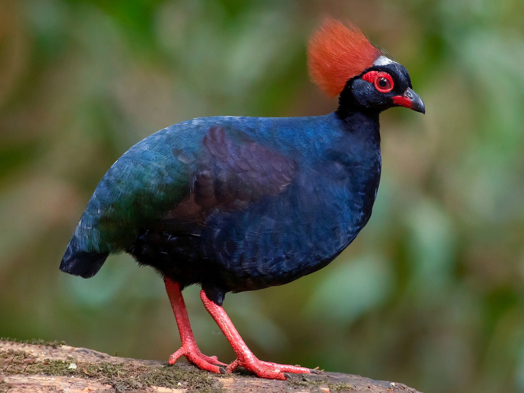 Crested Partridge - eBird