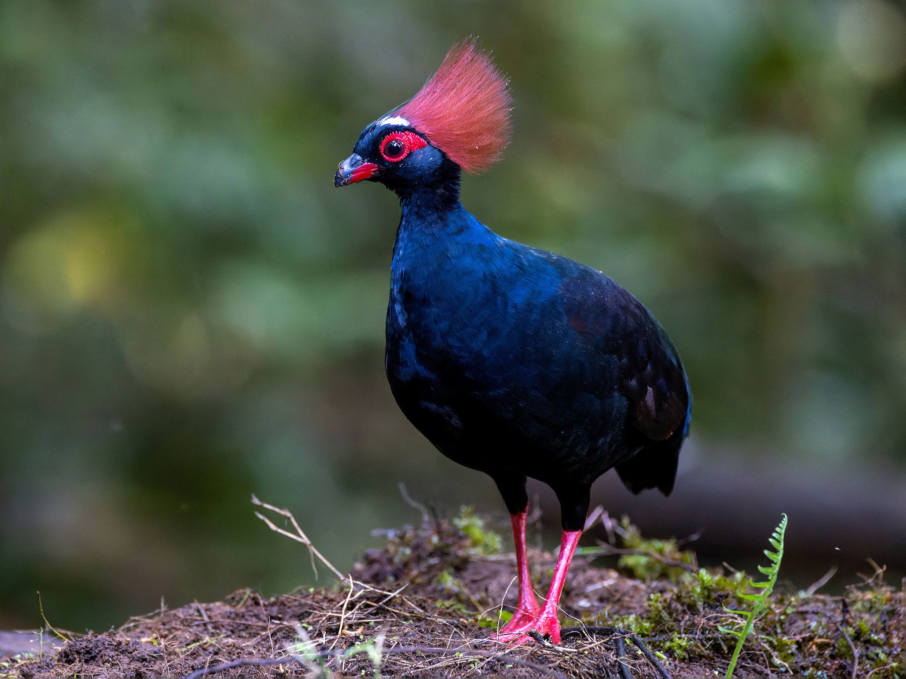 Crested Partridge - eBird