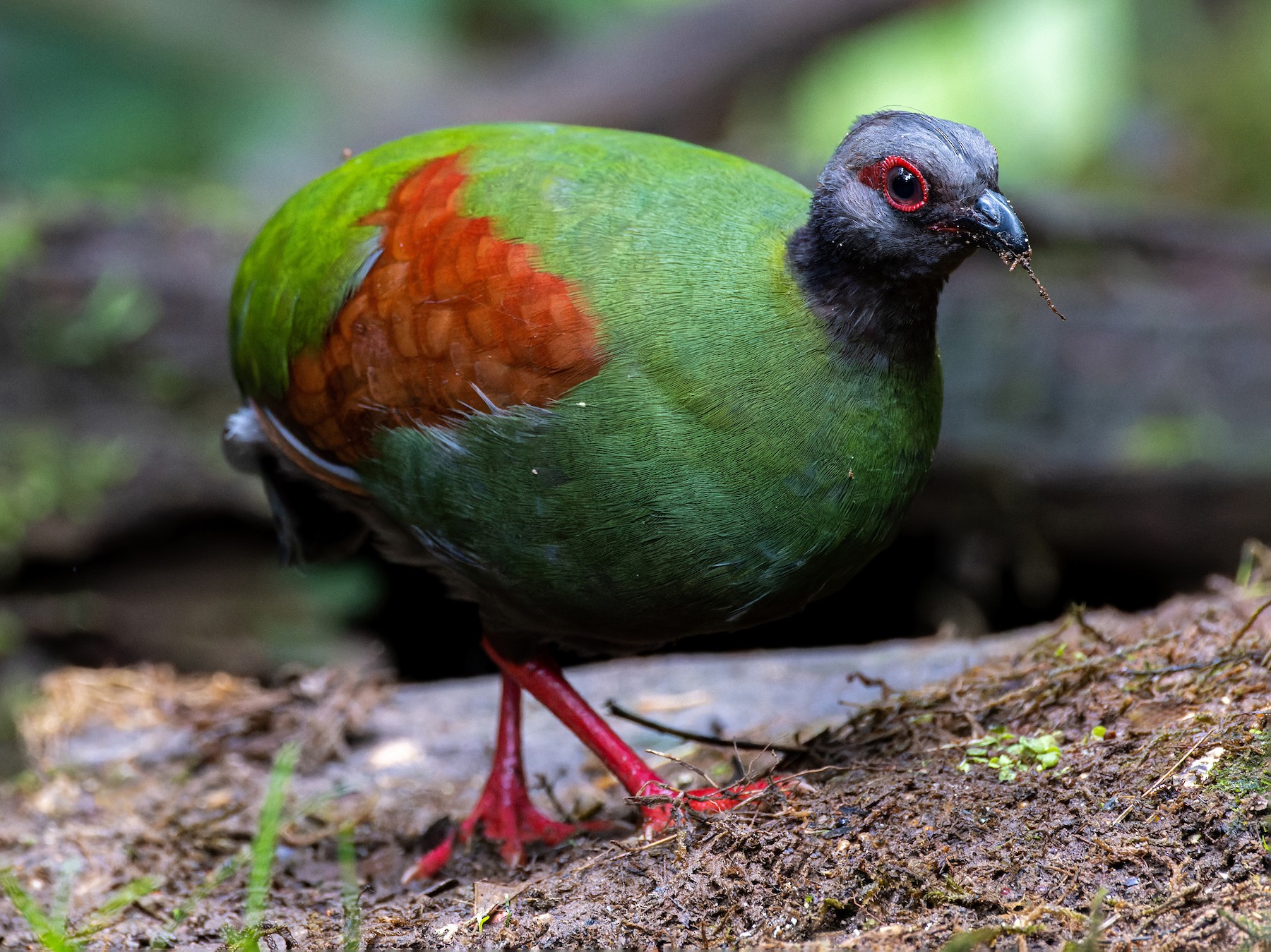 Crested Partridge - eBird