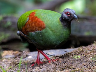Crested Partridge - eBird