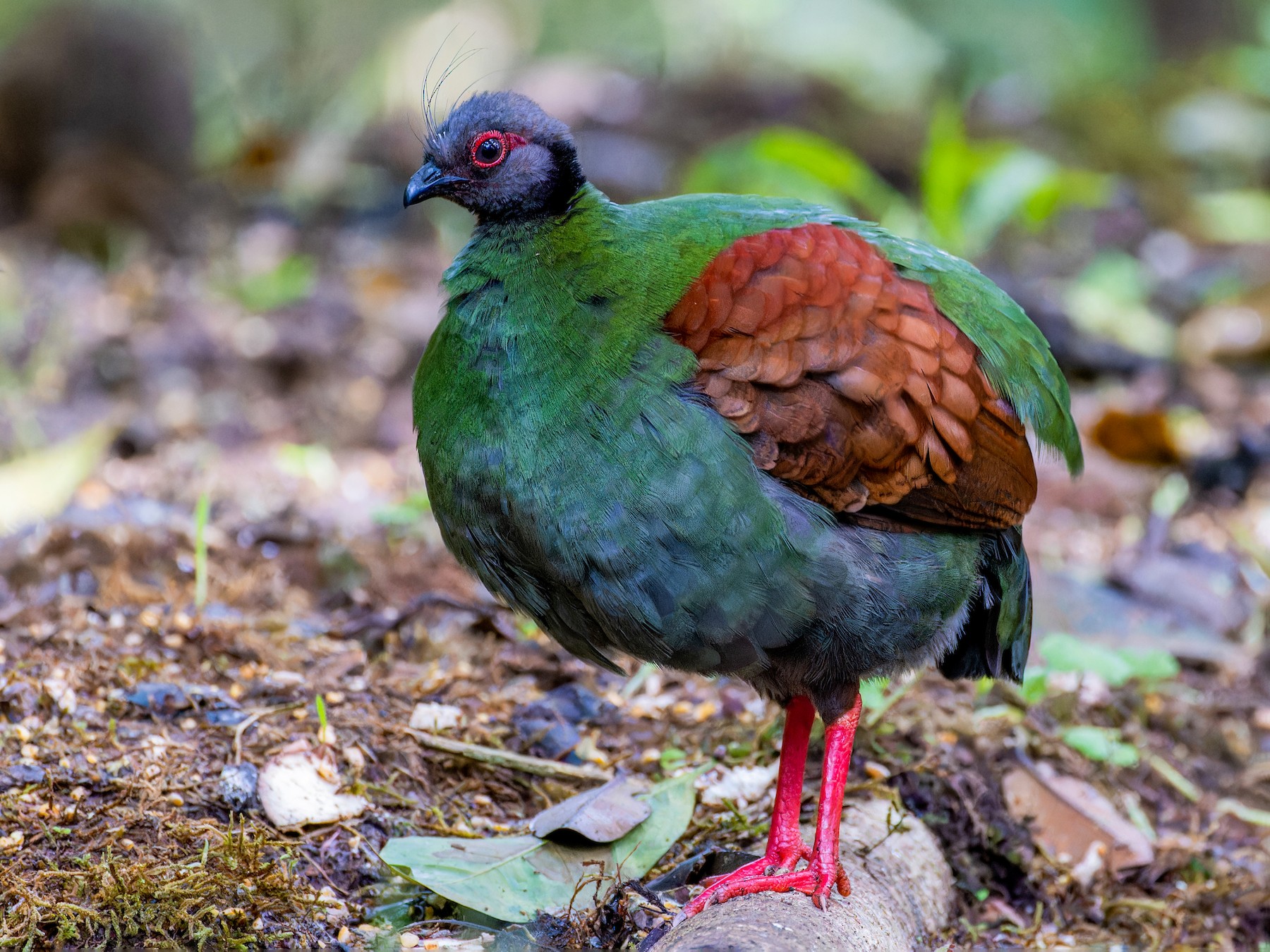 Crested Partridge - eBird