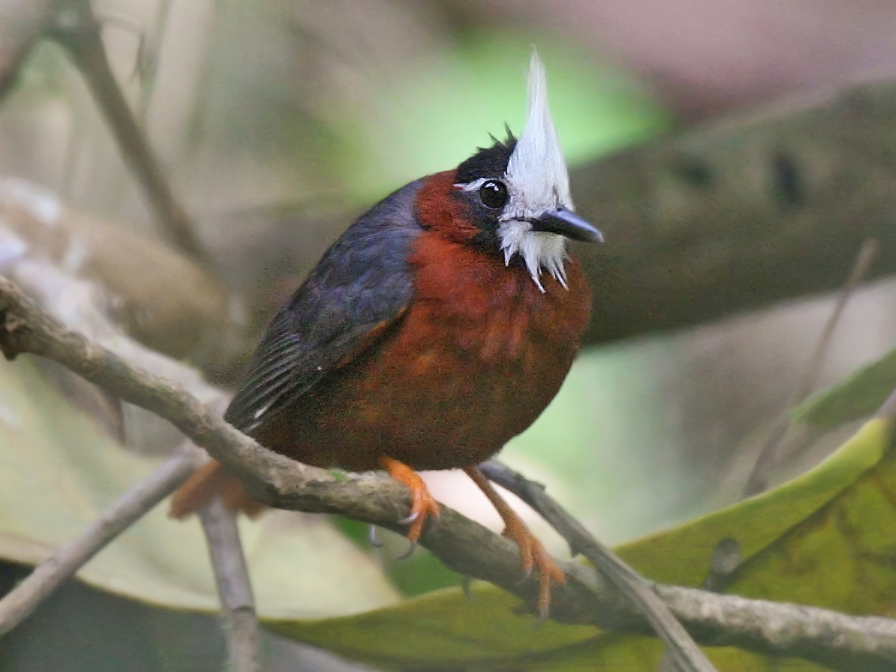White-plumed Antbird - eBird