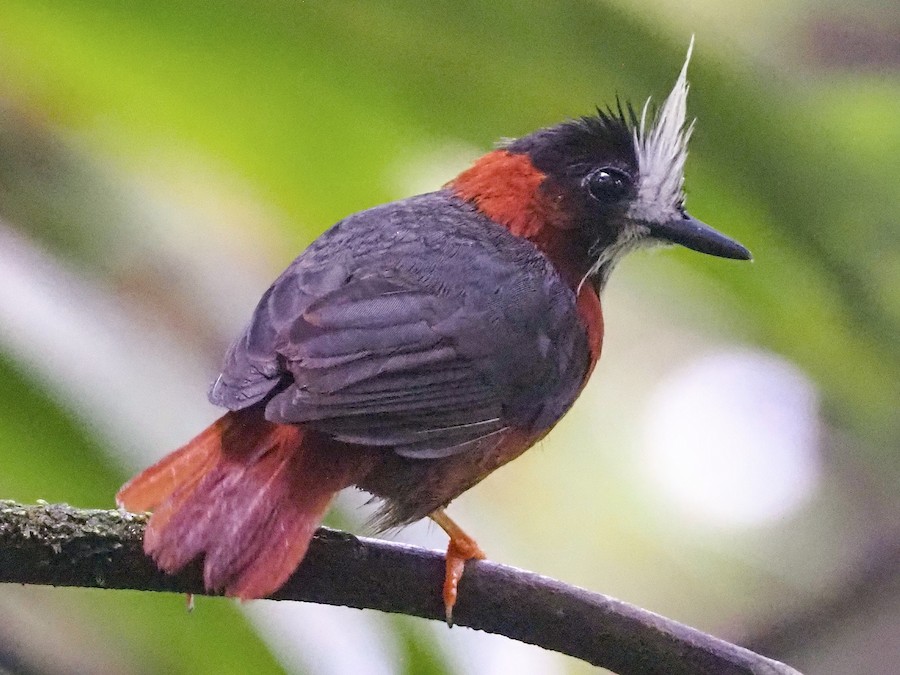 White-plumed Antbird - eBird