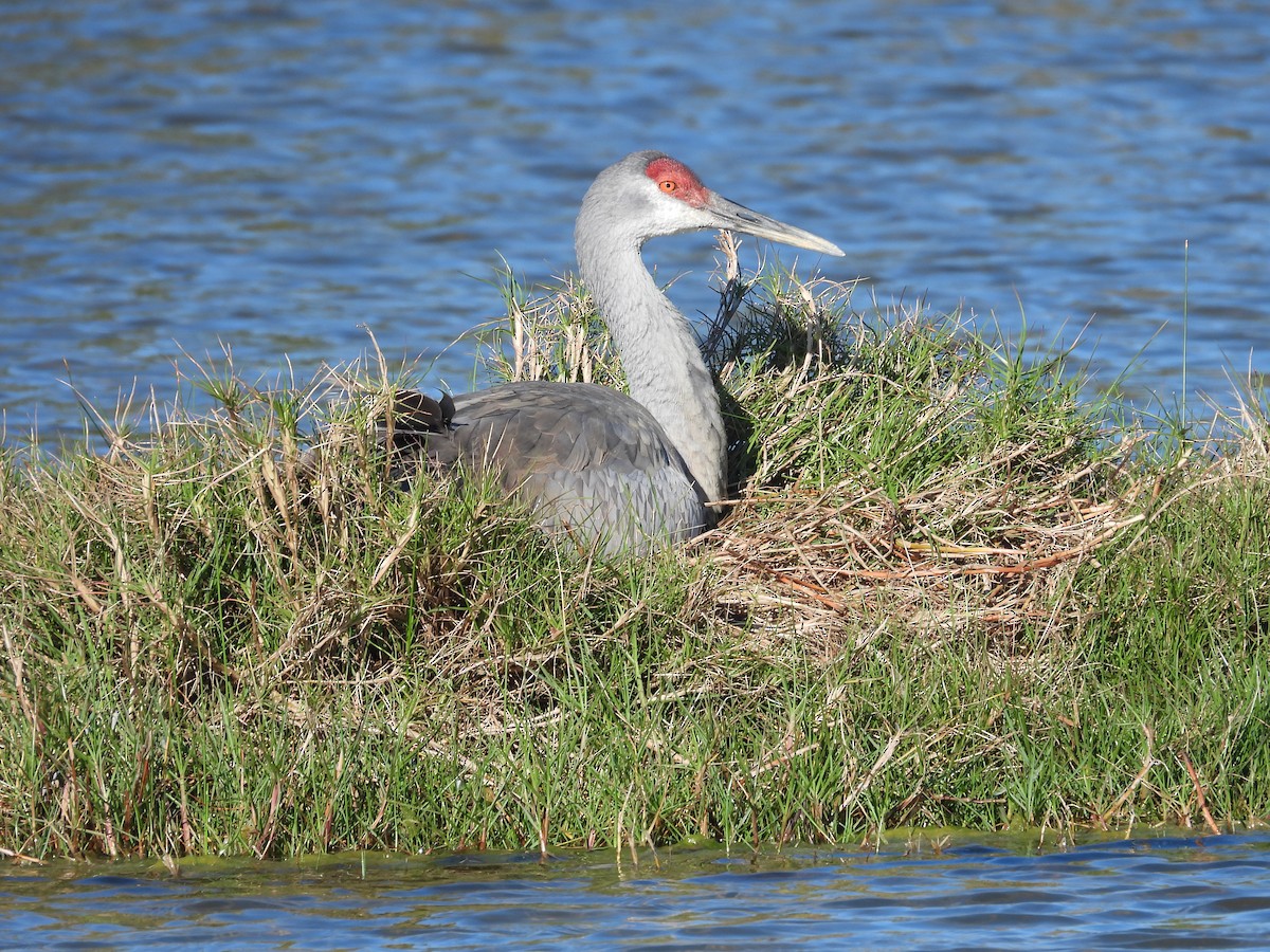 eBird Checklist - 29 Mar 2024 - Crane Marsh near Bayport - 3 species