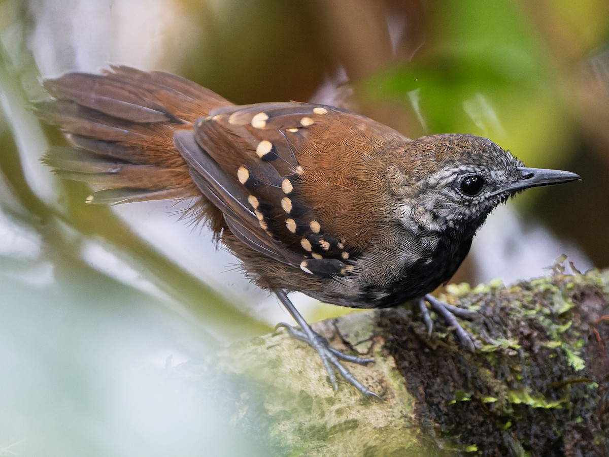Gray-bellied Antbird - Ammonastes pelzelni - Birds of the World