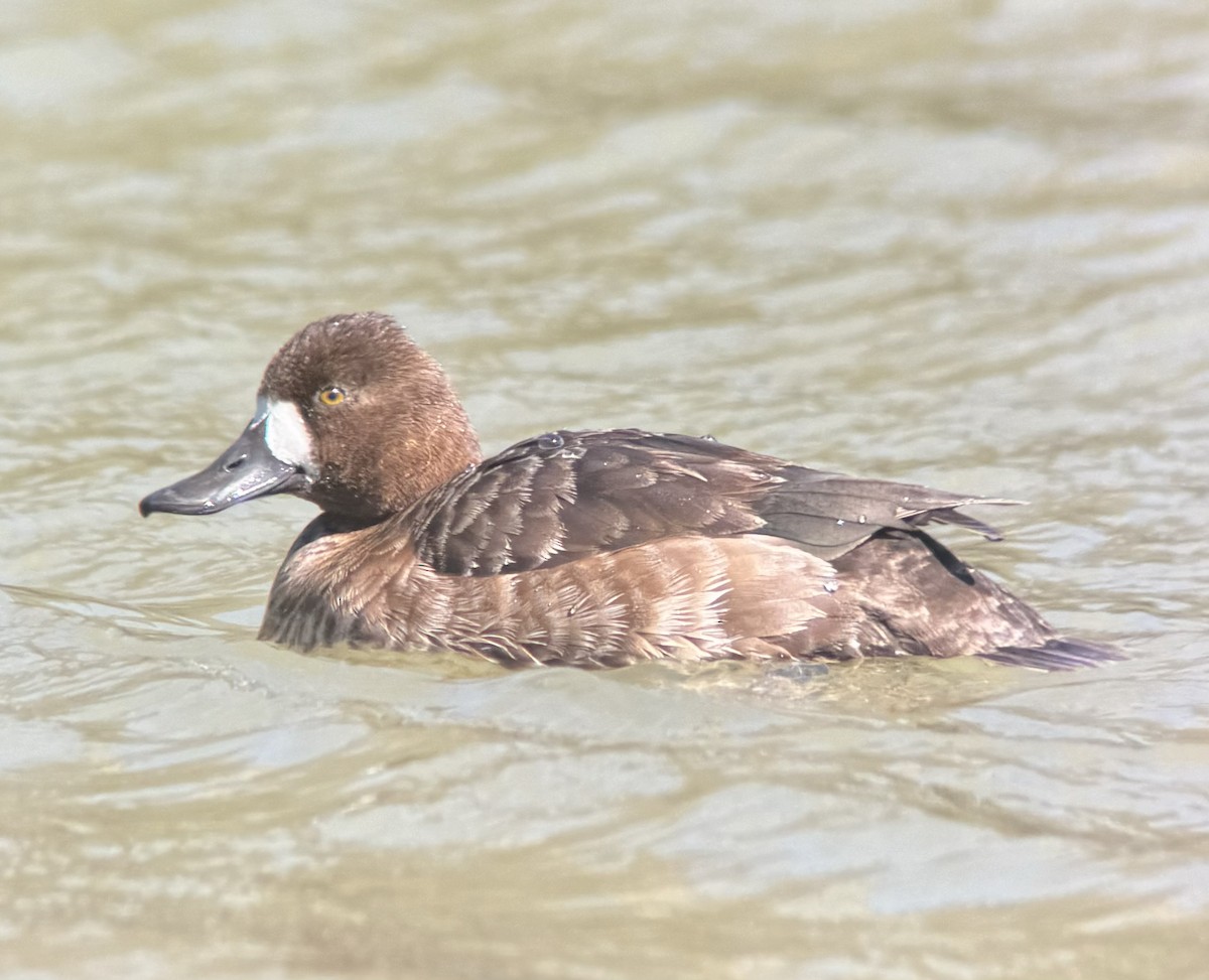 Pennsylvania Bird Atlas Checklist - 28 Mar 2024 - North Park--Marshall Lake - 15 species