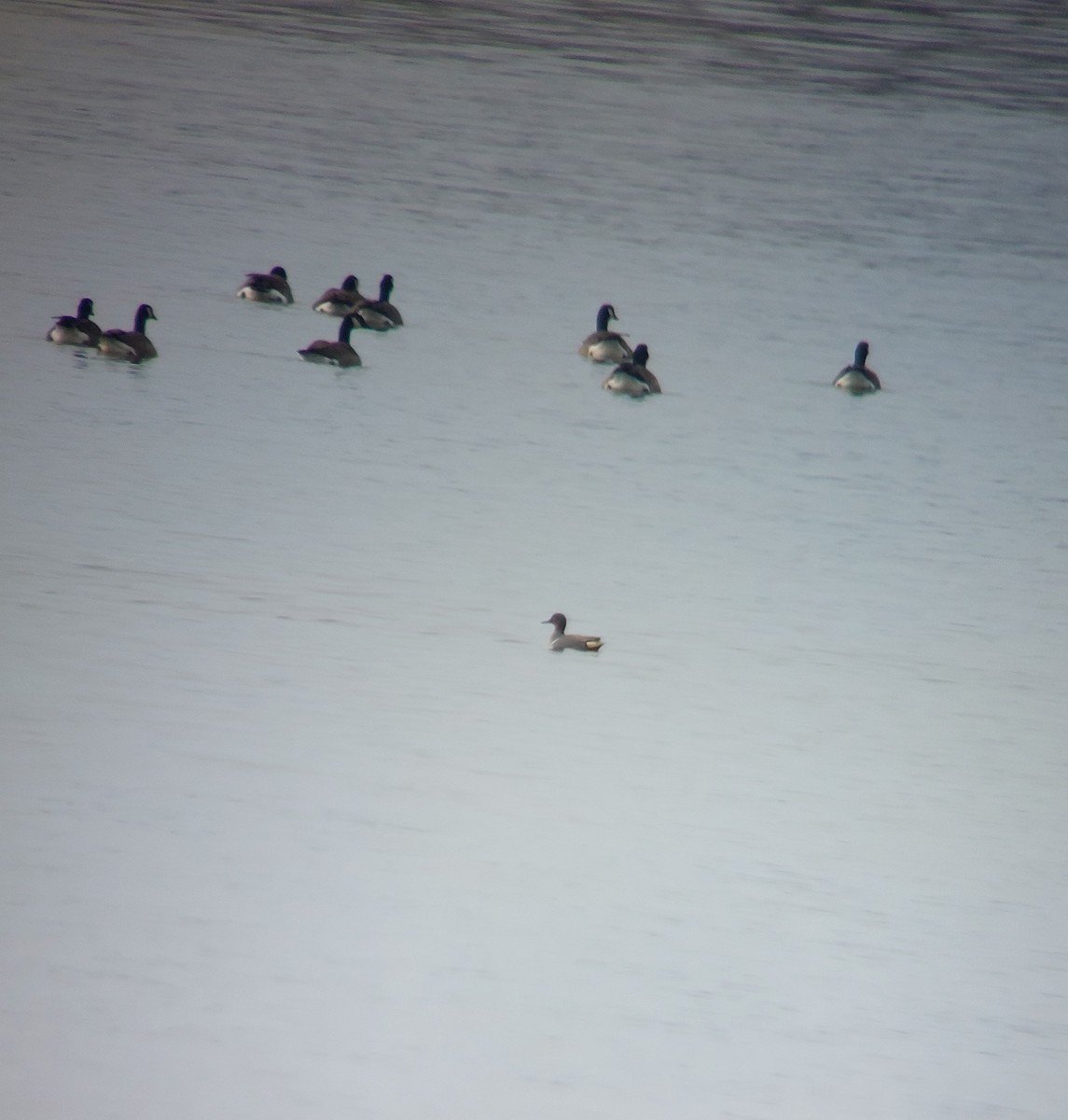 eBird Québec Checklist - 29 Mar 2024 - Parc nautique de Cap-Rouge - 25 ...