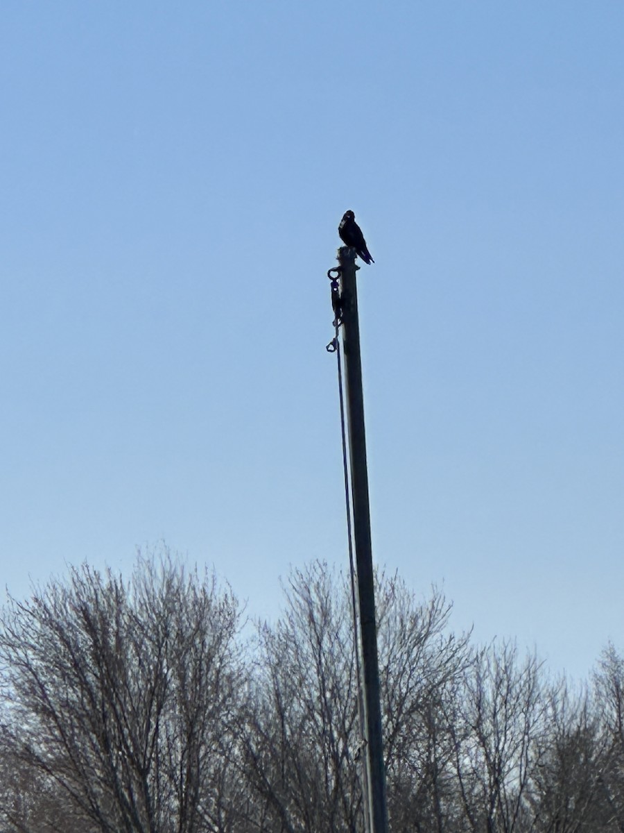 eBird Checklist - 29 Mar 2024 - 123 Ems C17 Ln, Warsaw US-IN 41.28192 ...