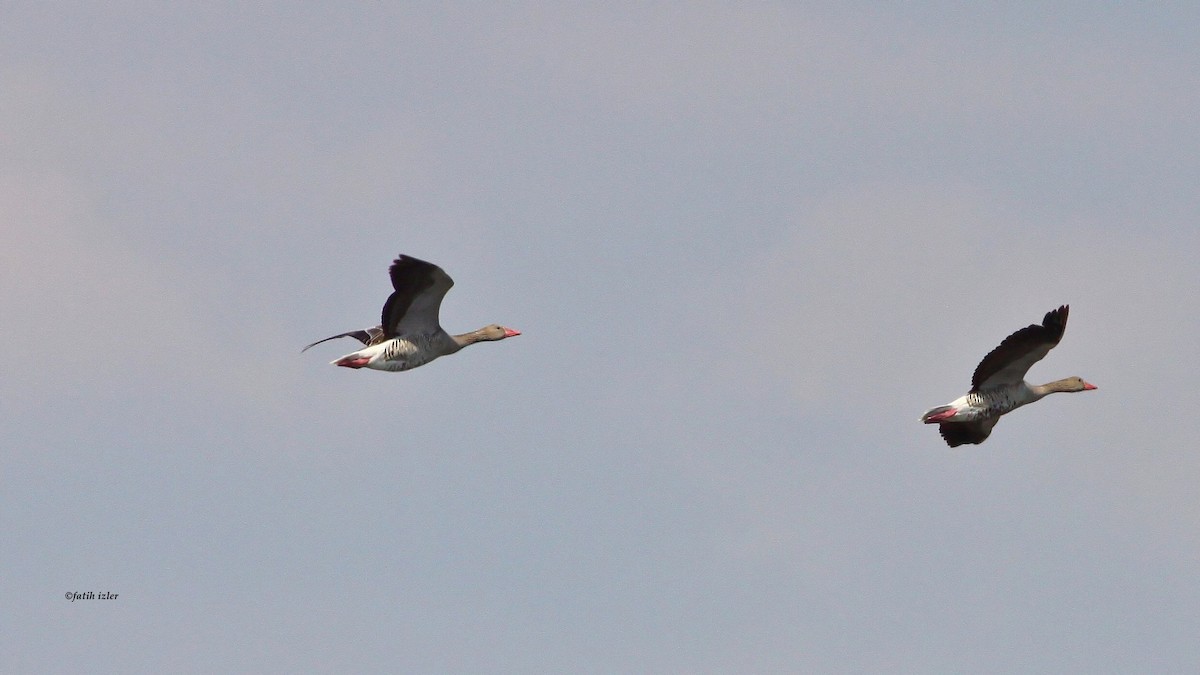 eBird Checklist - 5 Apr 2013 - Mogan Gölü--Güney - 9 species