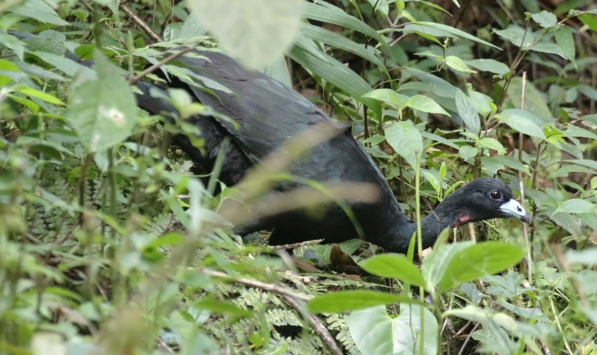 Wattled Guan - Aburria aburri - Media Search - Macaulay Library and eBird