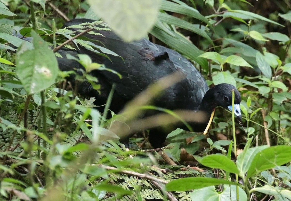 Wattled Guan - Aburria aburri - Media Search - Macaulay Library and eBird