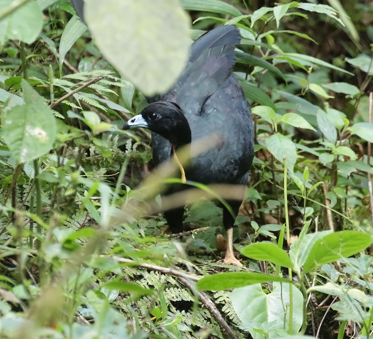 Wattled Guan - Aburria aburri - Media Search - Macaulay Library and eBird
