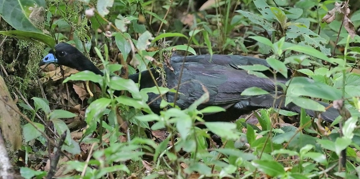 Wattled Guan - Aburria aburri - Media Search - Macaulay Library and eBird