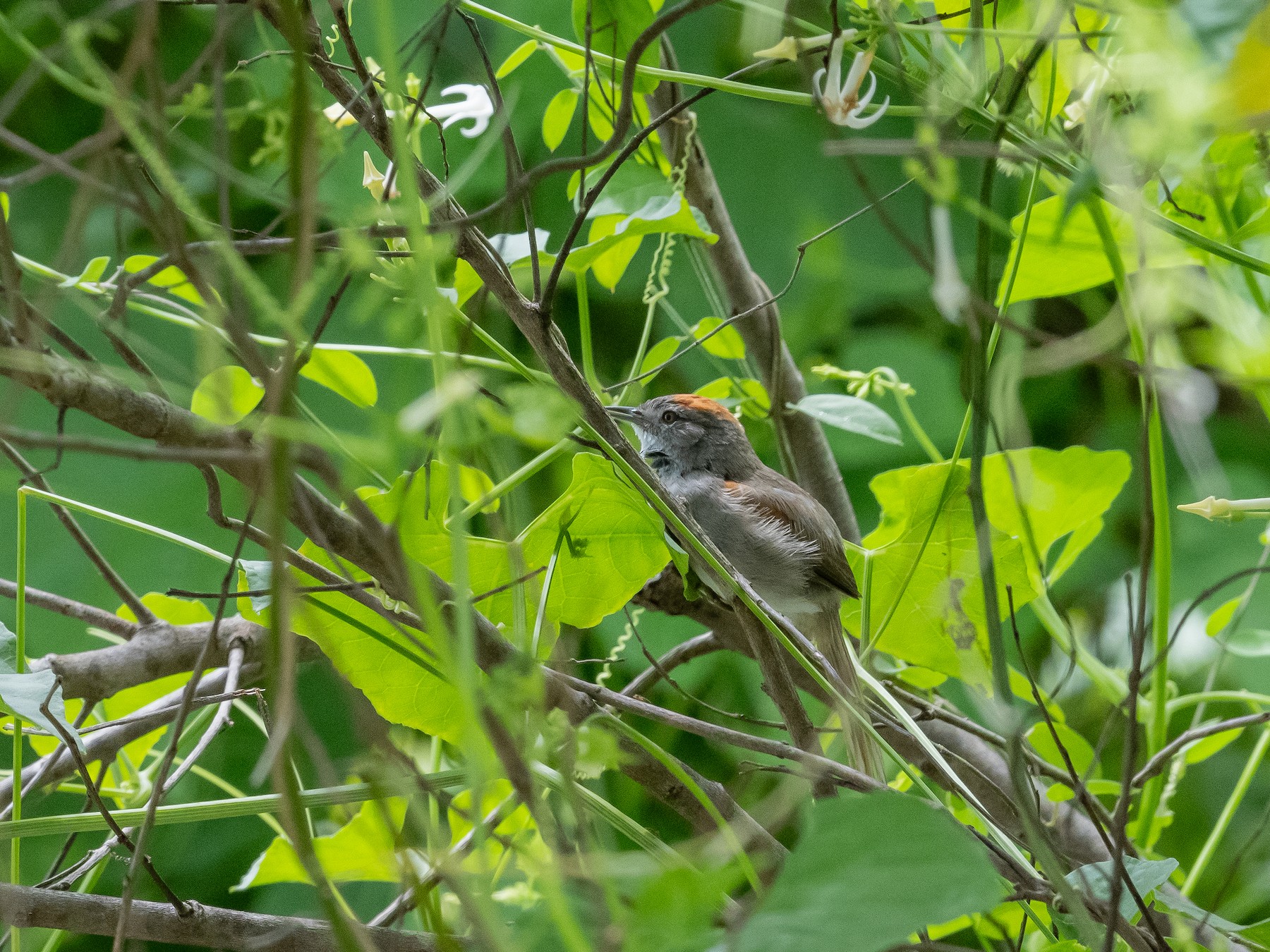 Pijuí del Orinoco - eBird