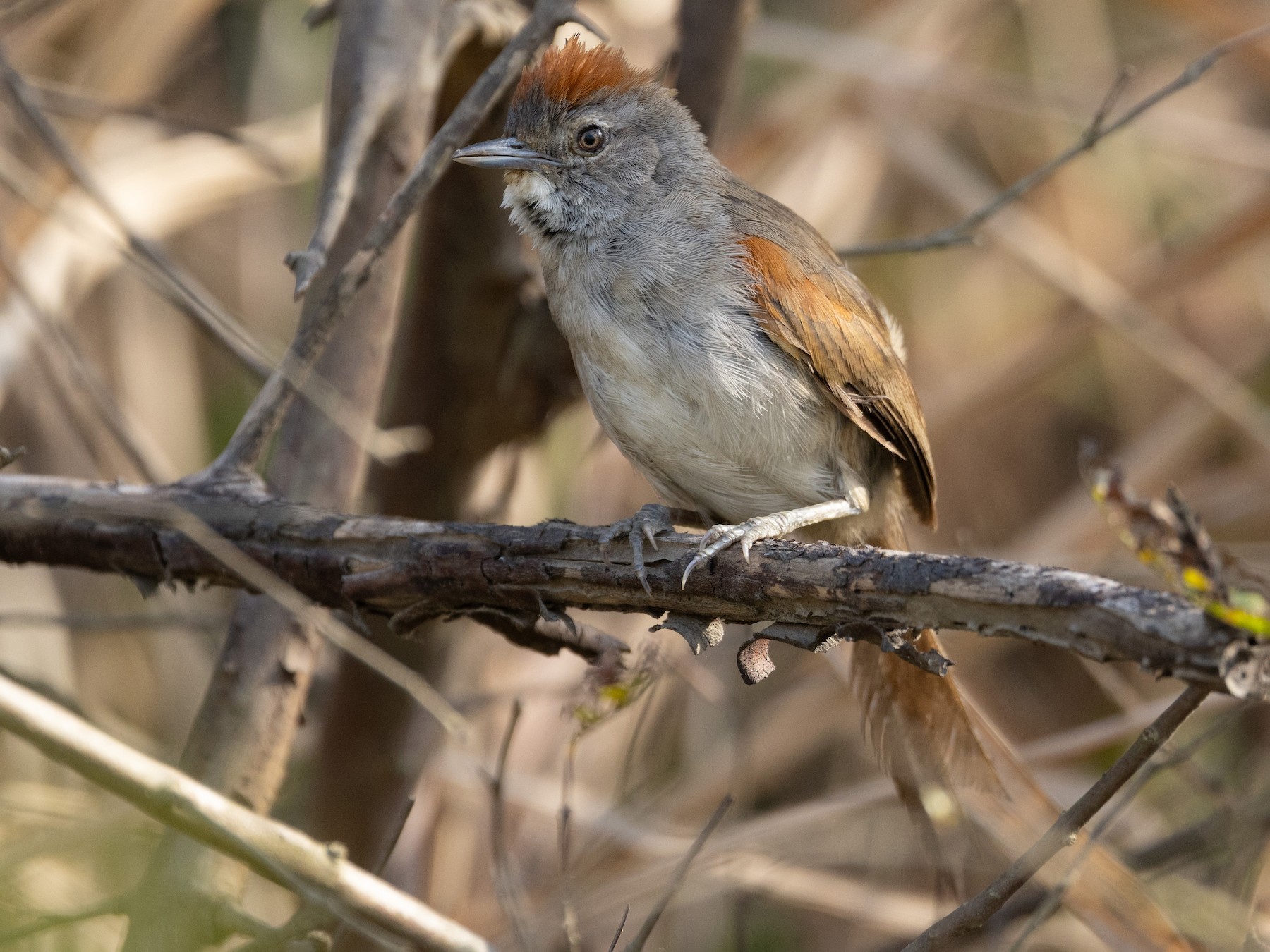 Pijuí del Orinoco - eBird
