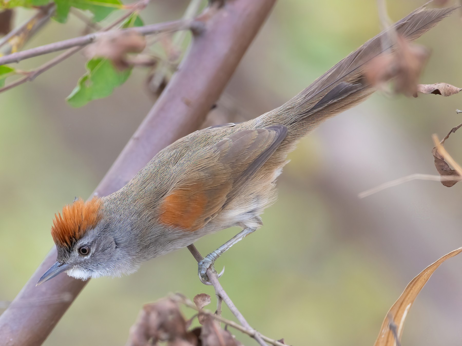 Pijuí del Orinoco - eBird