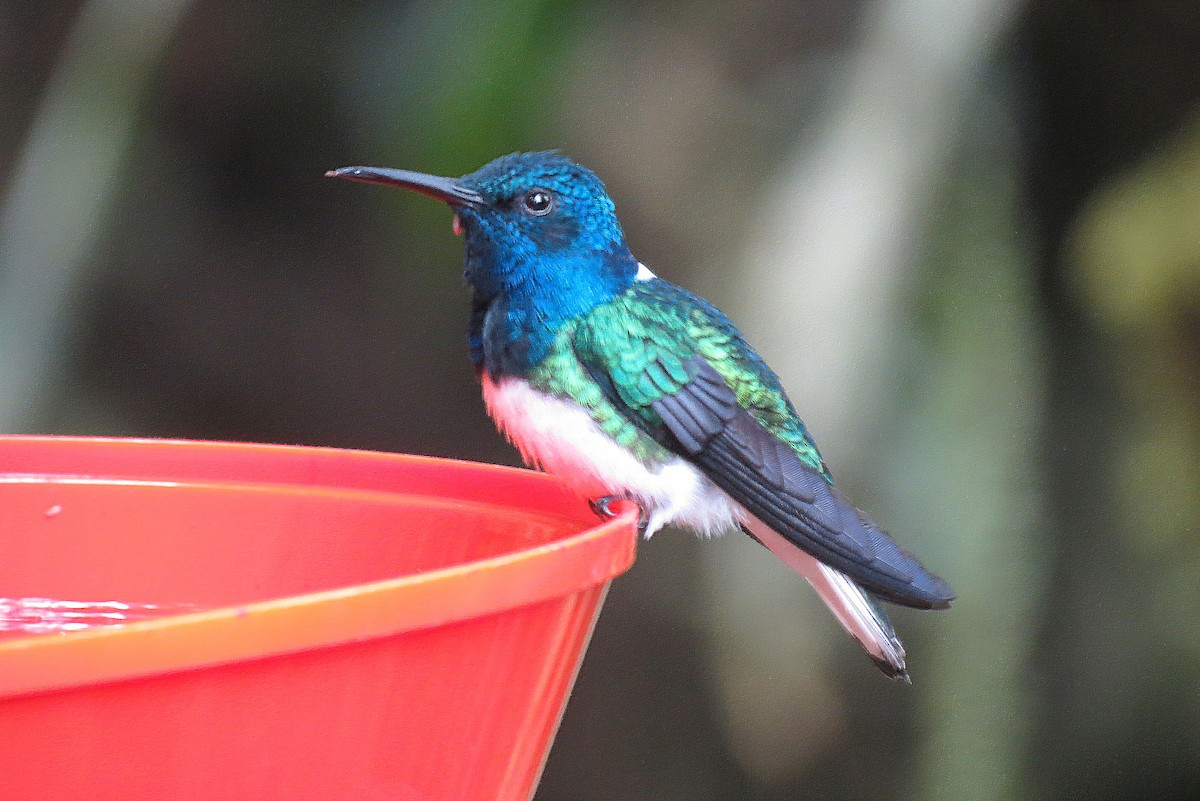 eBird Checklist - 19 Jan 2020 - Reserva Buenaventura--Umbrellabird ...
