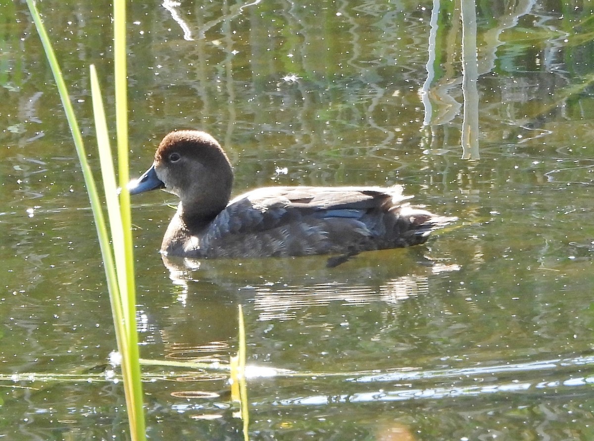 eBird Checklist - 29 Mar 2024 - Black Canyon Heritage Park - 29 species