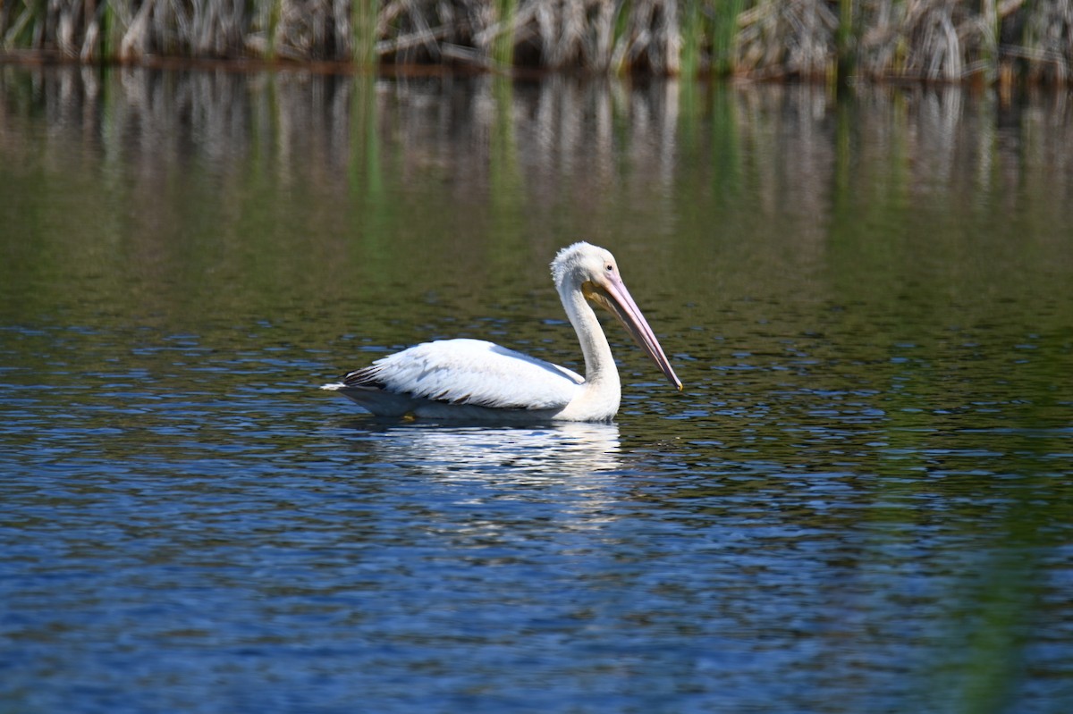 eBird Checklist - 29 Mar 2024 - Everglades NP--Coe Visitor Center ...