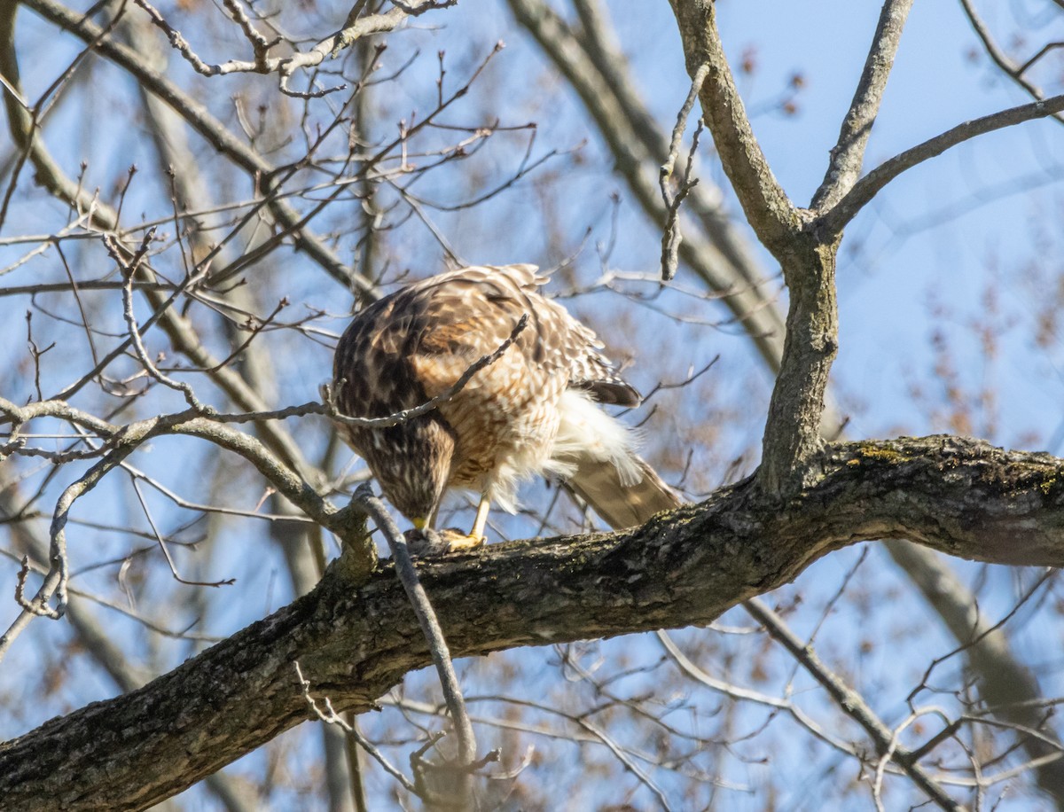 Pennsylvania Bird Atlas Checklist - 29 Mar 2024 - Harmony Town - 7 species