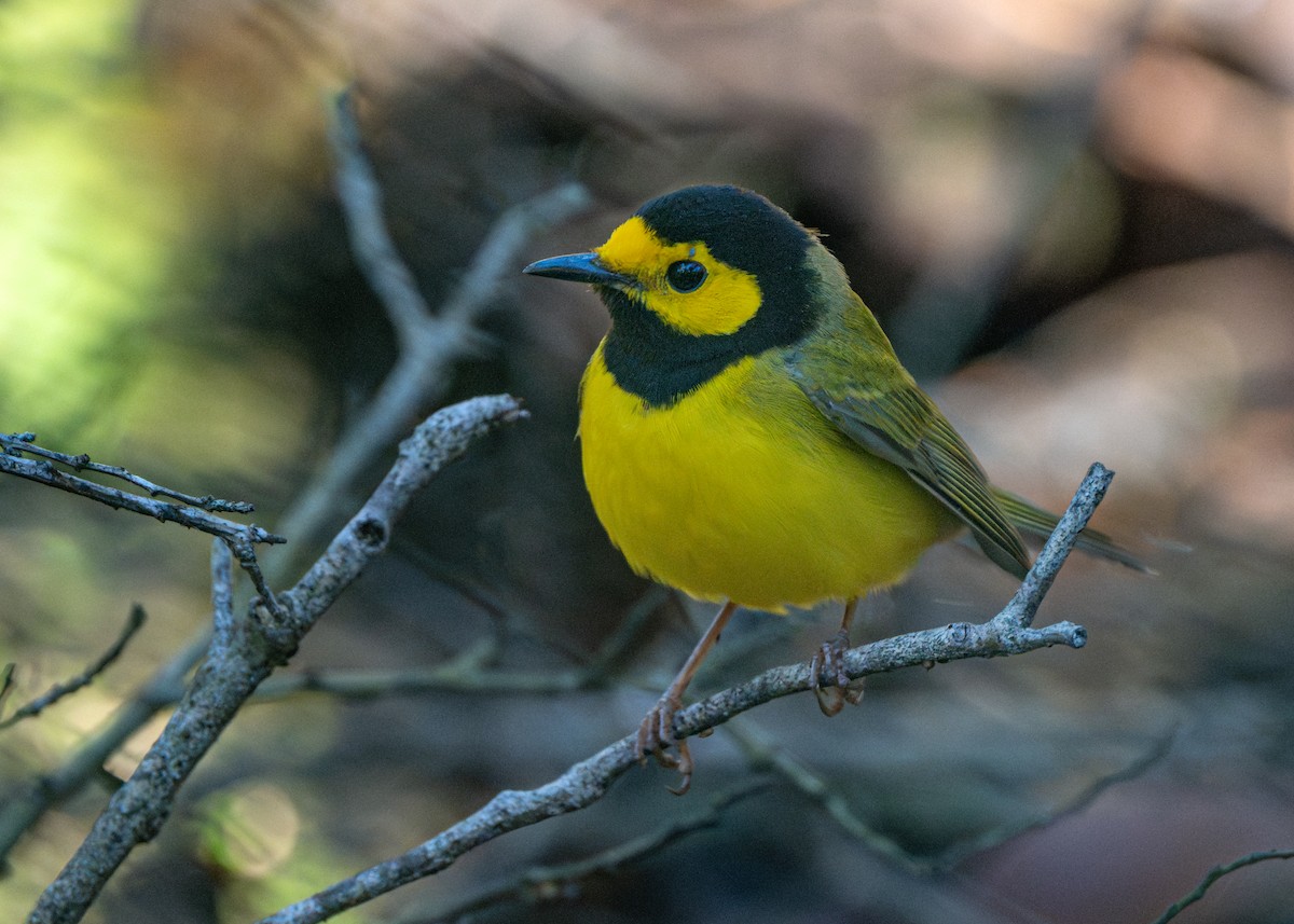 eBird Checklist - 29 Mar 2024 - Nick's Hole - 23 species