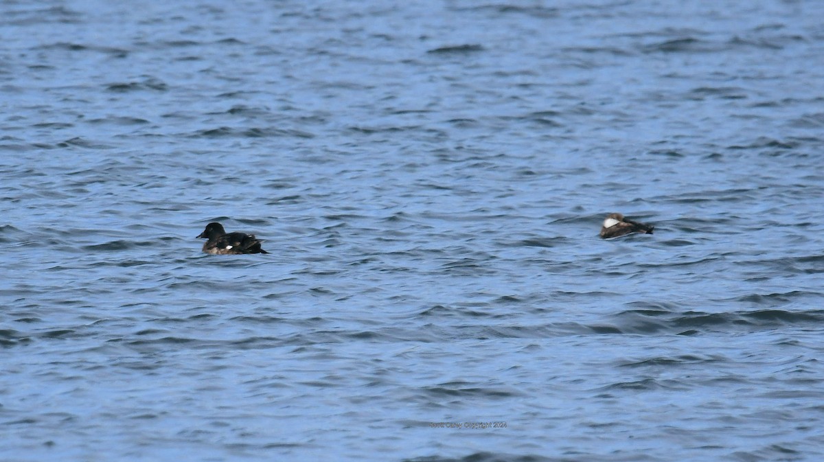 eBird Checklist - 9 Feb 2024 - Bodega Harbor--Spud Point and marina ...