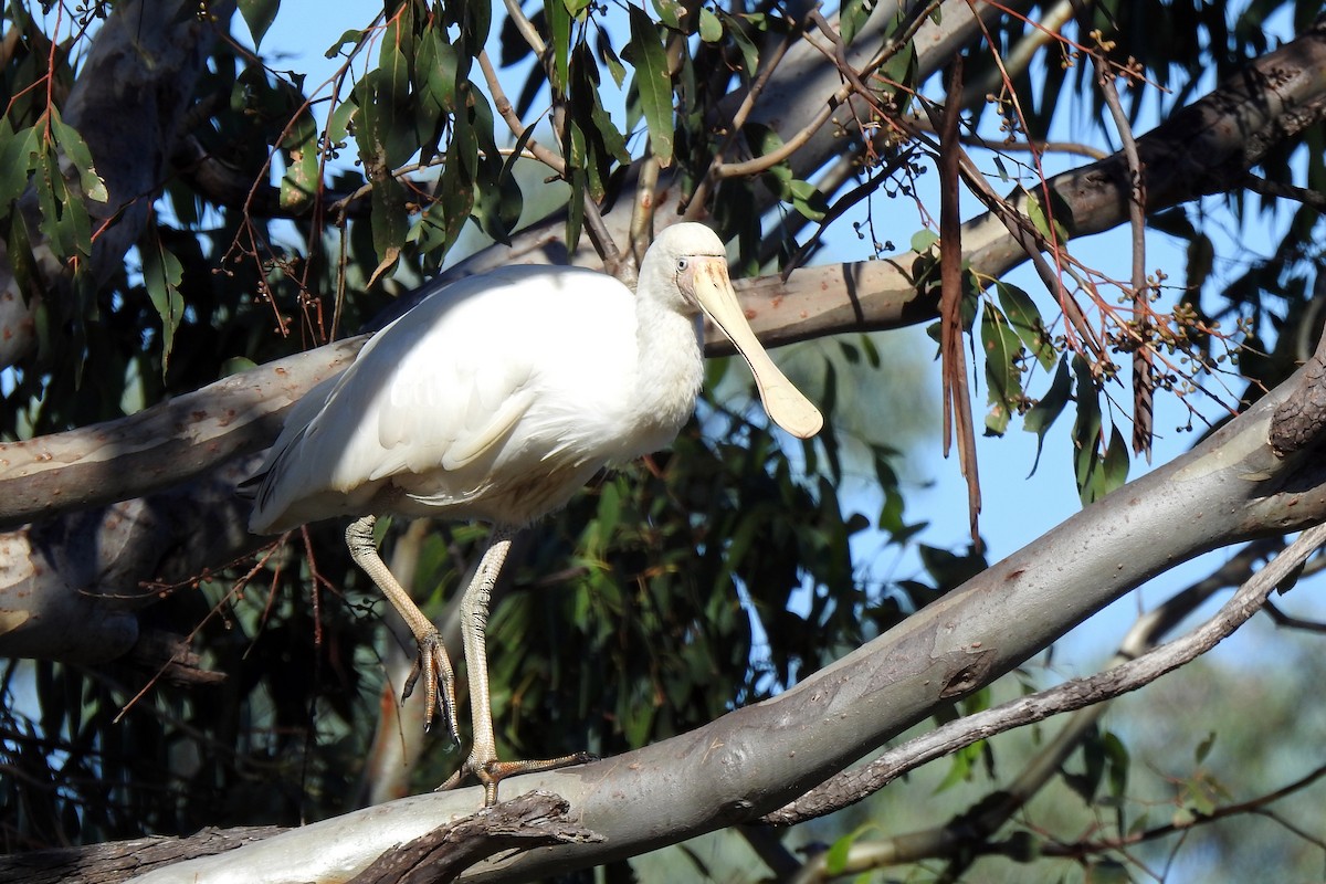 eBird Checklist - 30 Mar 2024 - Lake and Copes Creek, Tingha - 42 ...