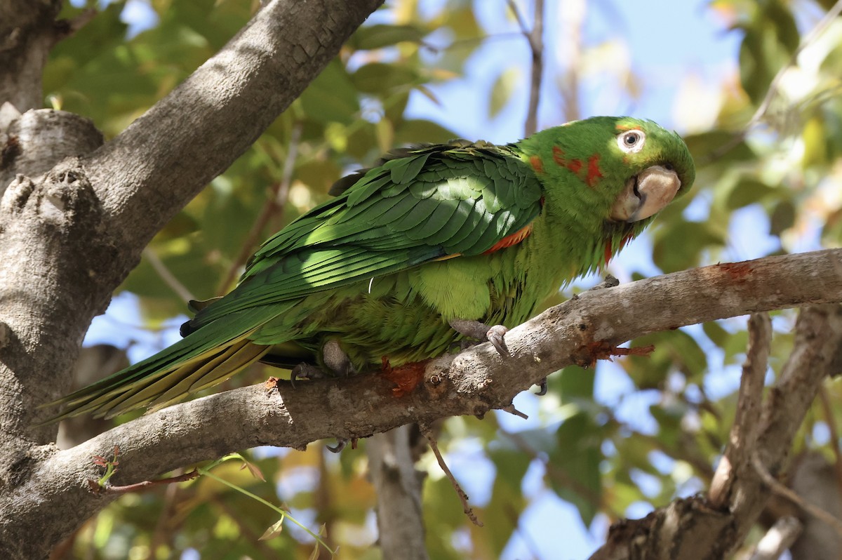 eBird Checklist - 29 Mar 2024 - South Beach, Miami - 5 species