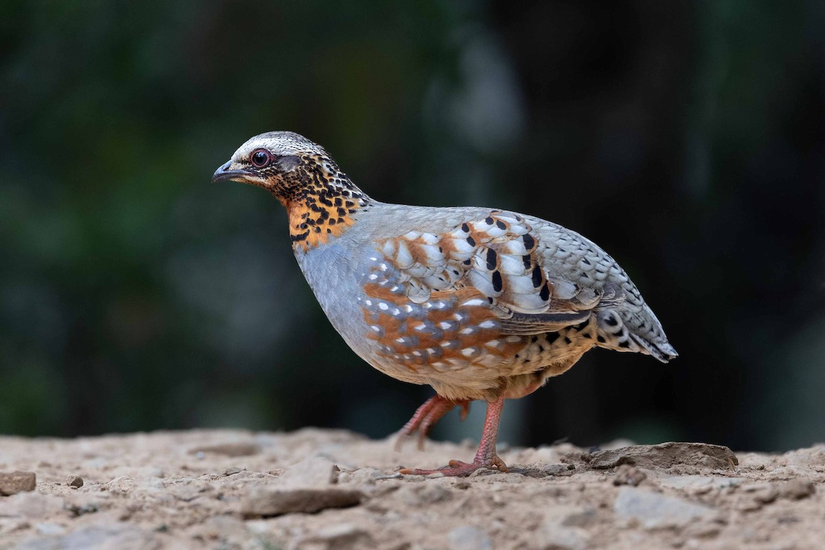 eBird Checklist - 30 Mar 2024 - Birders Den - 26 species