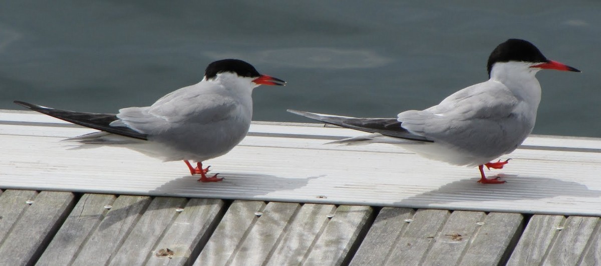 eBird Checklist - 16 Apr 2010 - Cruise Port - 2 species