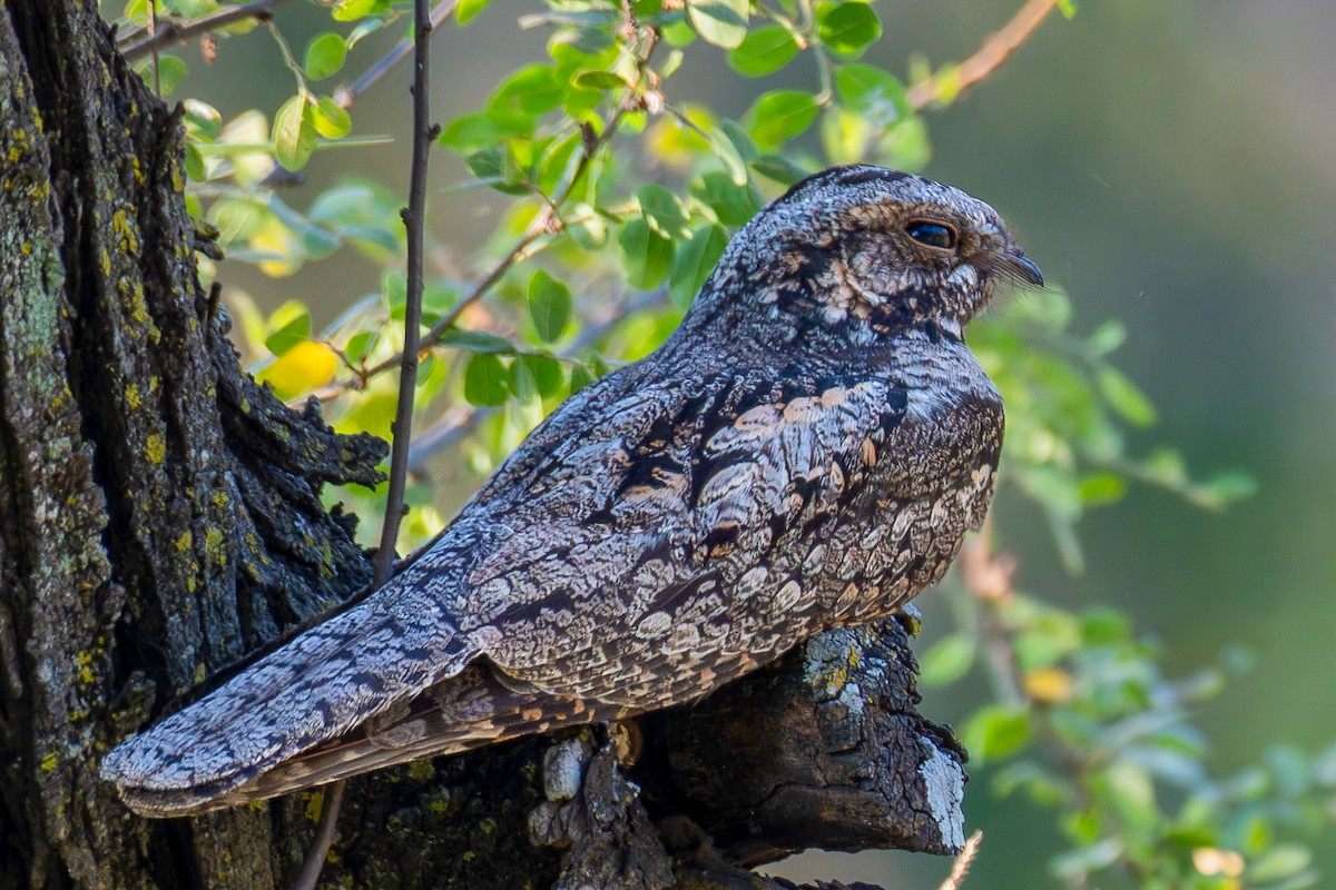 eBird Checklist - 30 Mar 2024 - Saul Kere / Sowl Kere - 15 species