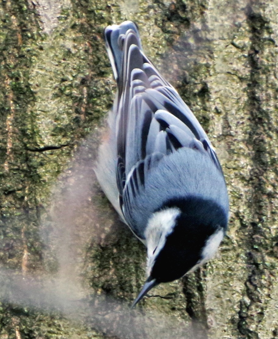 eBird Checklist - 27 Mar 2024 - Bill's Backyard - 15 species