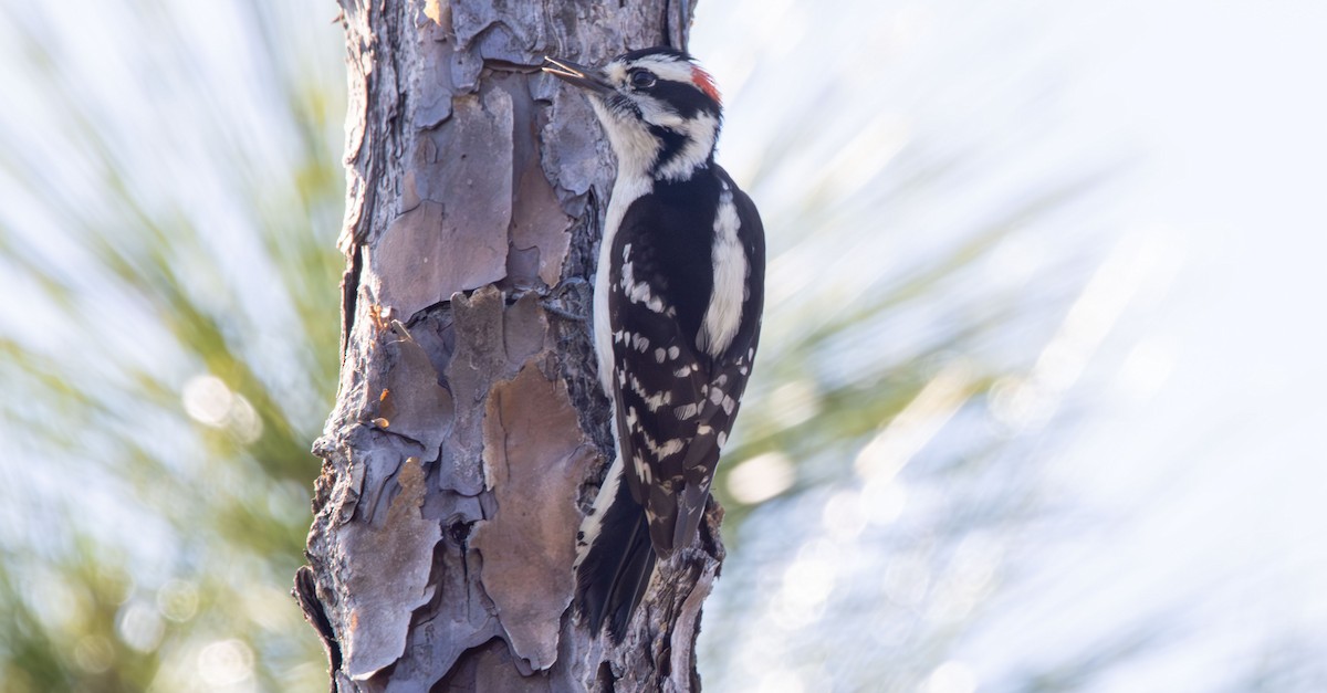 eBird Checklist - 30 Mar 2024 - Hungryland Wildlife and Environmental ...